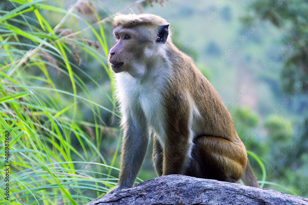 Monkey on the background of rainforested mountains. Endemic fauna of ...