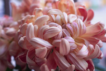 Vermillion Rose Free Stock Photo - Public Domain Pictures