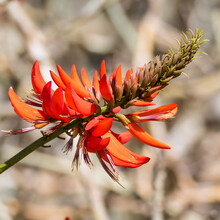 Red Coral Tree Flower Free Stock Photo - Public Domain Pictures