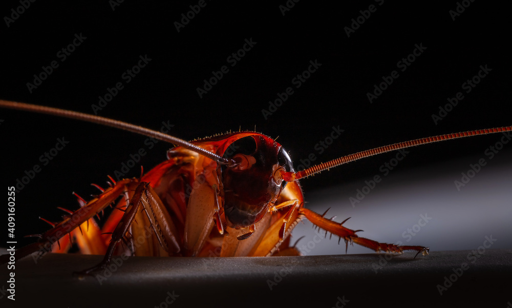 Close-up of animal red cockroach at night Stock Photo | Adobe Stock
