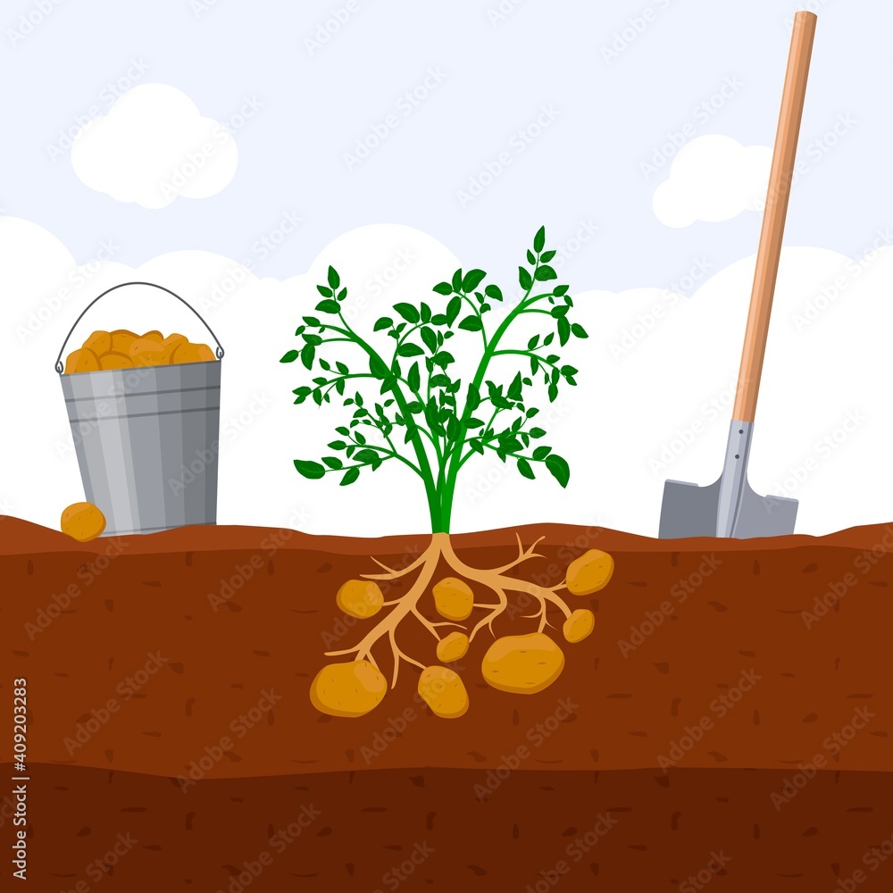 Harvesting potatoes, bucket and shovel. Dig potato concept. Fresh ...