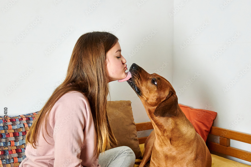 Dog kiss girl. Girl and her Rhodesian ridgeback dog at home sitting on ...