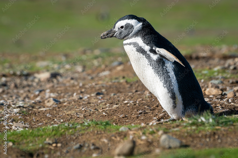 Close-up of Magellanic penguin at Magdalena Island, Los Pinguinos ...