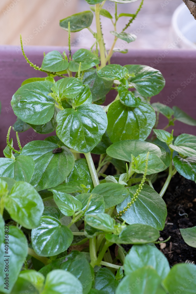 Peperomia pellucida is an annual, shallow-rooted herb, the plant is ...