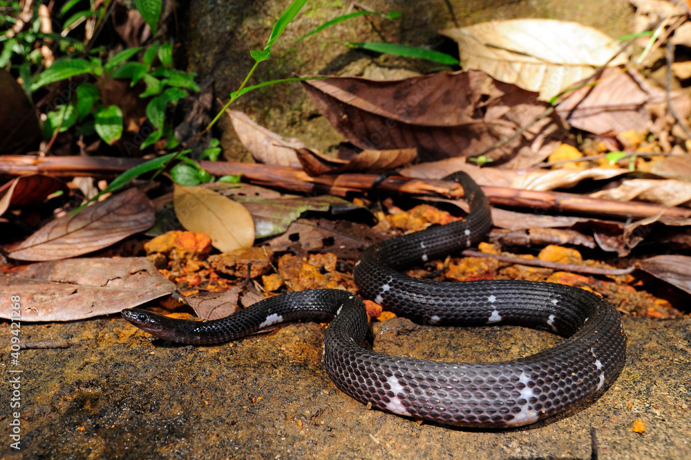 Sri Lankan Wolf Snake // Sri Lanka Wolfsnatter (Lycodon carinatus ...