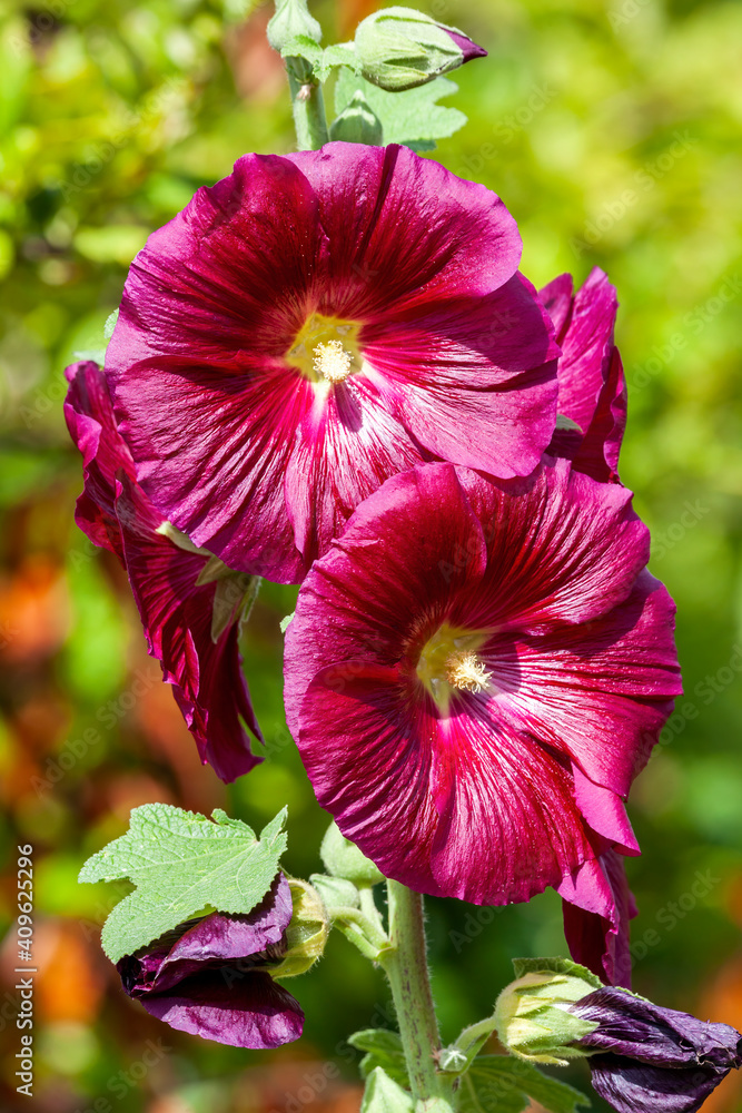 Alcea 'Burgundy Towers' (althaea rosea) a tall flowering plant commonly ...