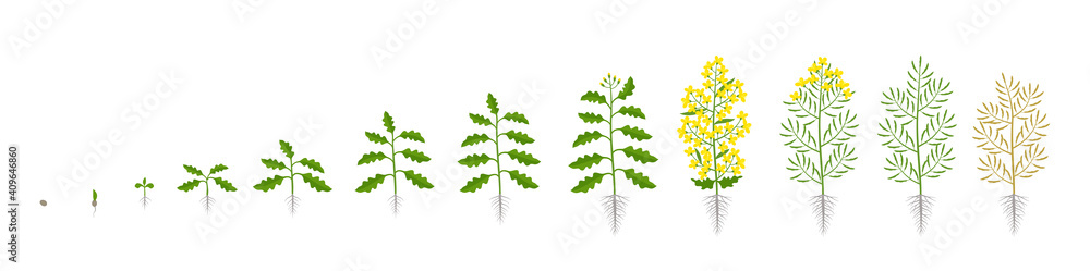 Rapeseed oilseed rape plant. Growth stages. Growing period steps ...