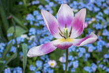 Small Purple Lily Flowers Free Stock Photo - Public Domain Pictures