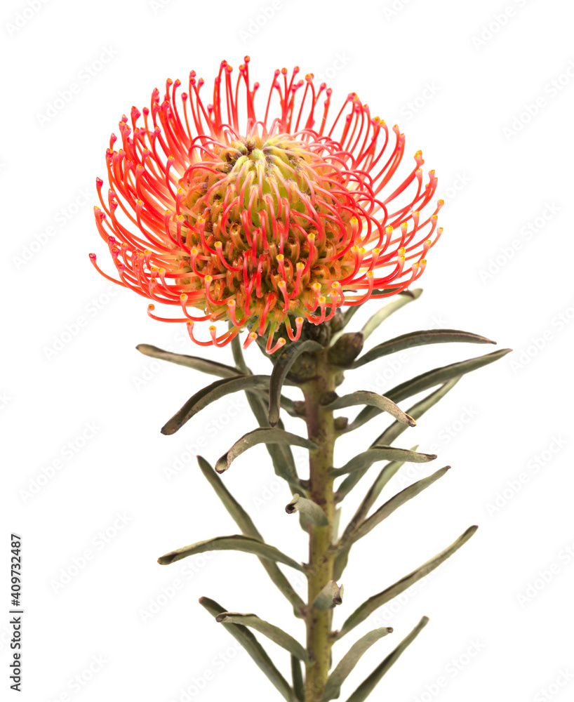 Red Leucospermum, AKA pincushion protea isolated on white background ...