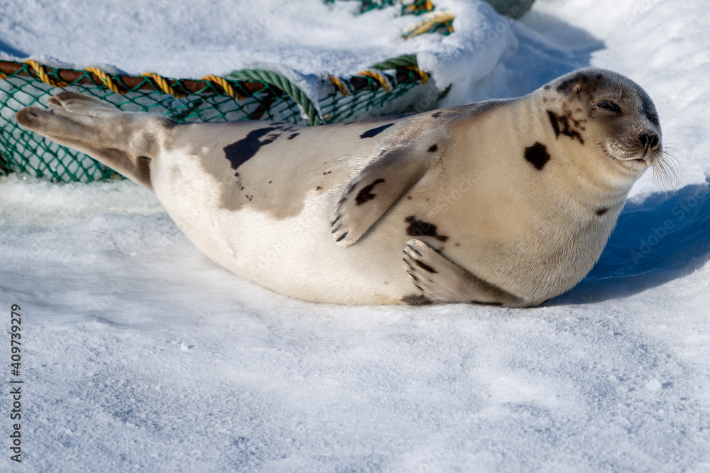 A young harp seal lays on white snow among beach grass in the cold ...