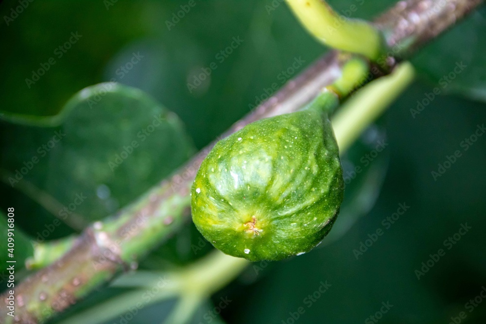 Foto stock di ficus carica an Asian species of flowering plant in the ...