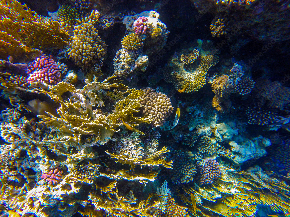 Foto de Stock incredibly beautiful combinations of colors and shapes of ...