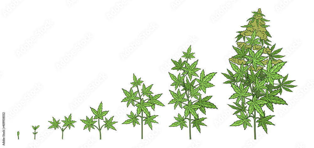Hemp growth stages. Plants development. Cannabis indica. Medicinal ...