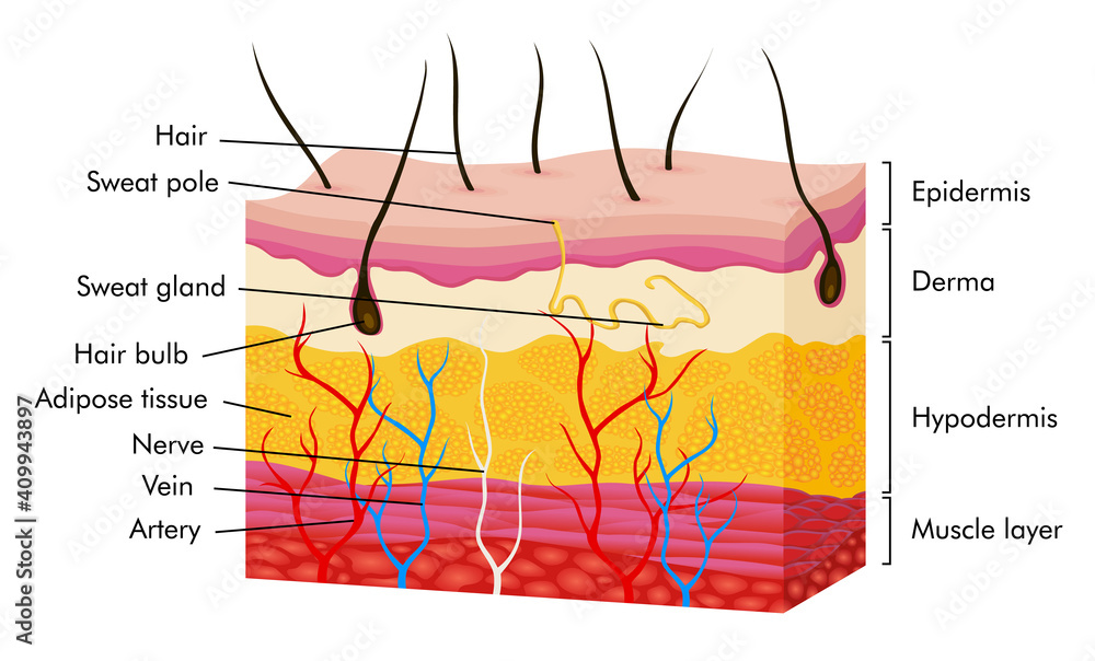Skin anatomy. Human body skin vector illustration with parts vein ...