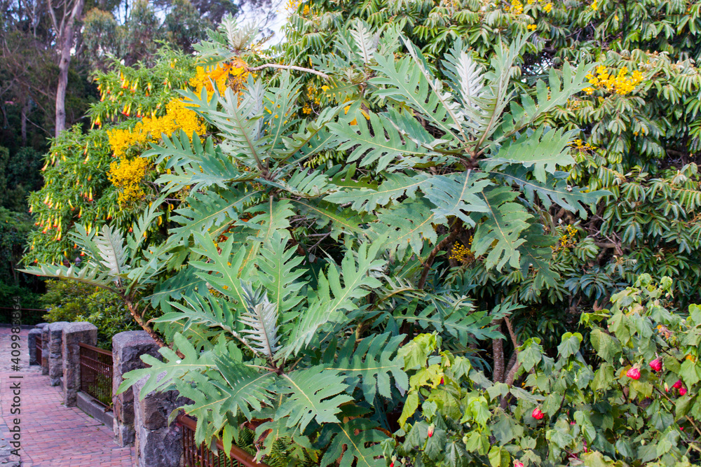 Bocconia frutescens, plume poppy Stock Photo | Adobe Stock