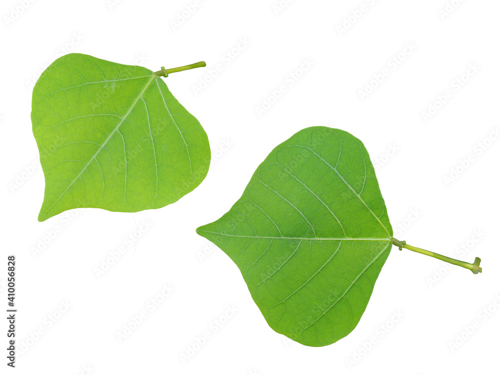 Cut out outline green leaf isolated on white background, Erythrina ...
