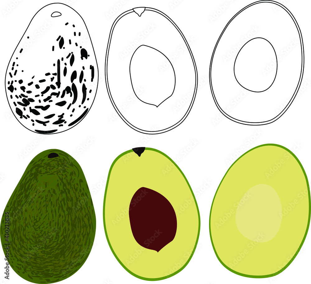 Drawing avocado sketch and color sketch. Vector illustration of an ...