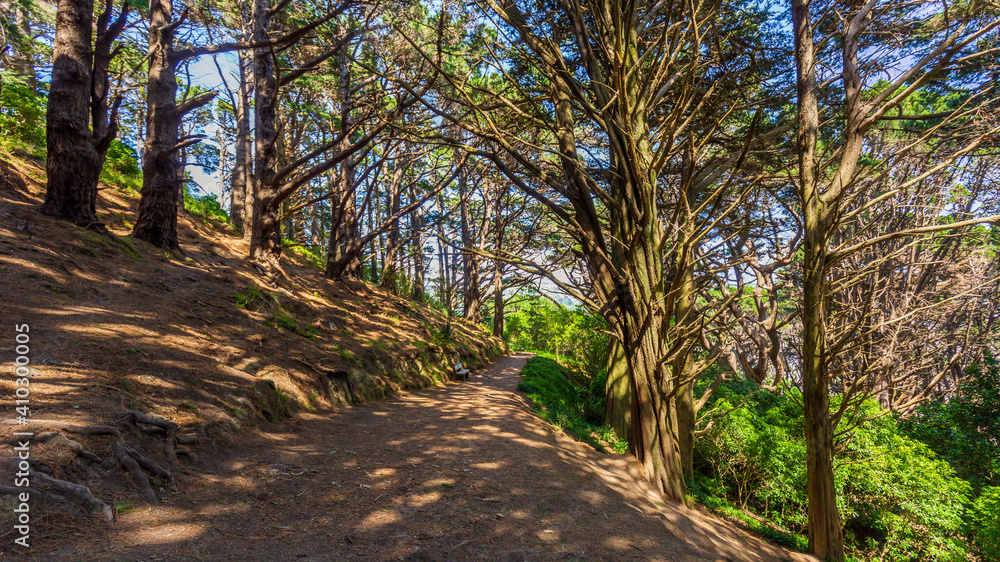 Mount Victoria path with dense woodland and sunlight peeking through on ...