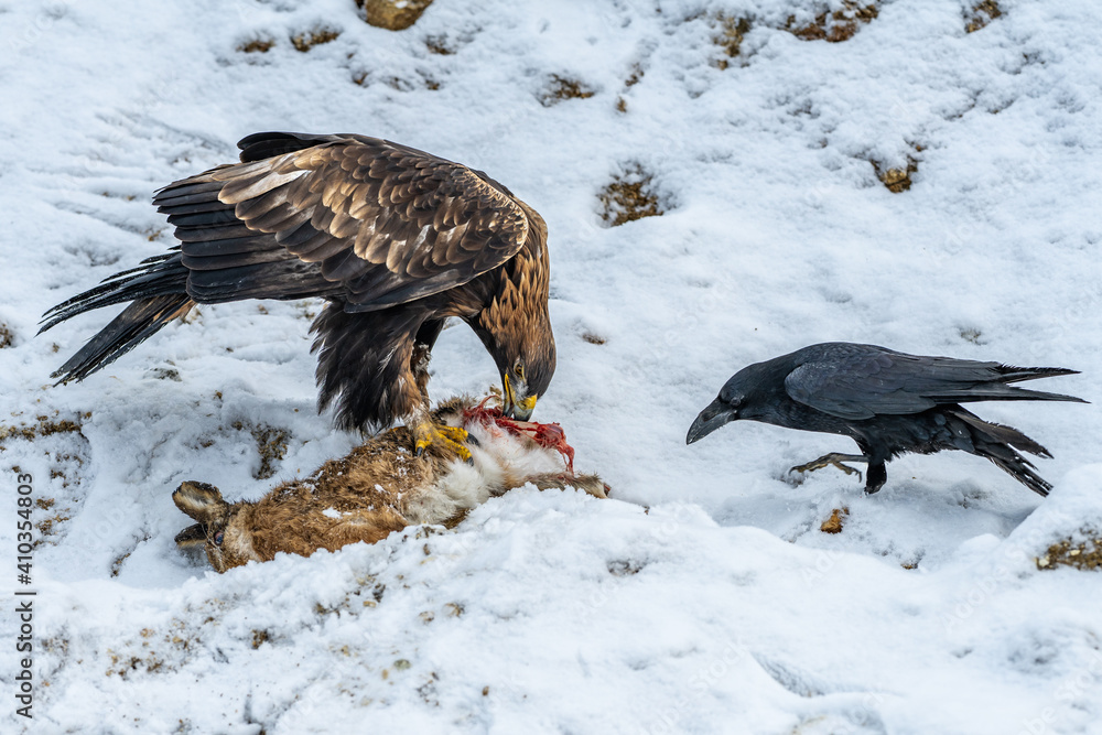 Foto White Tailed Eagle (Haliaeetus albicilla) Also known as the ern ...
