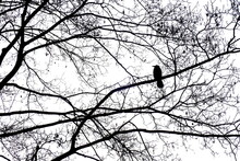 Black Bird In Autumn Tree Free Stock Photo - Public Domain Pictures
