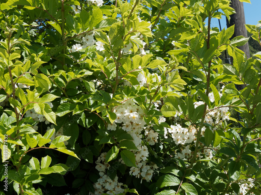 Rosa filipes ou henryi | Rosier grimpant à roses blanches simples ...
