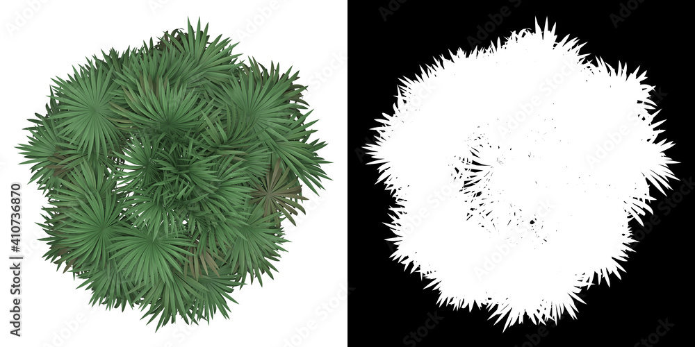 Top view of Thatch Palm Tree. PNG with alpha channel to cutout. Made ...