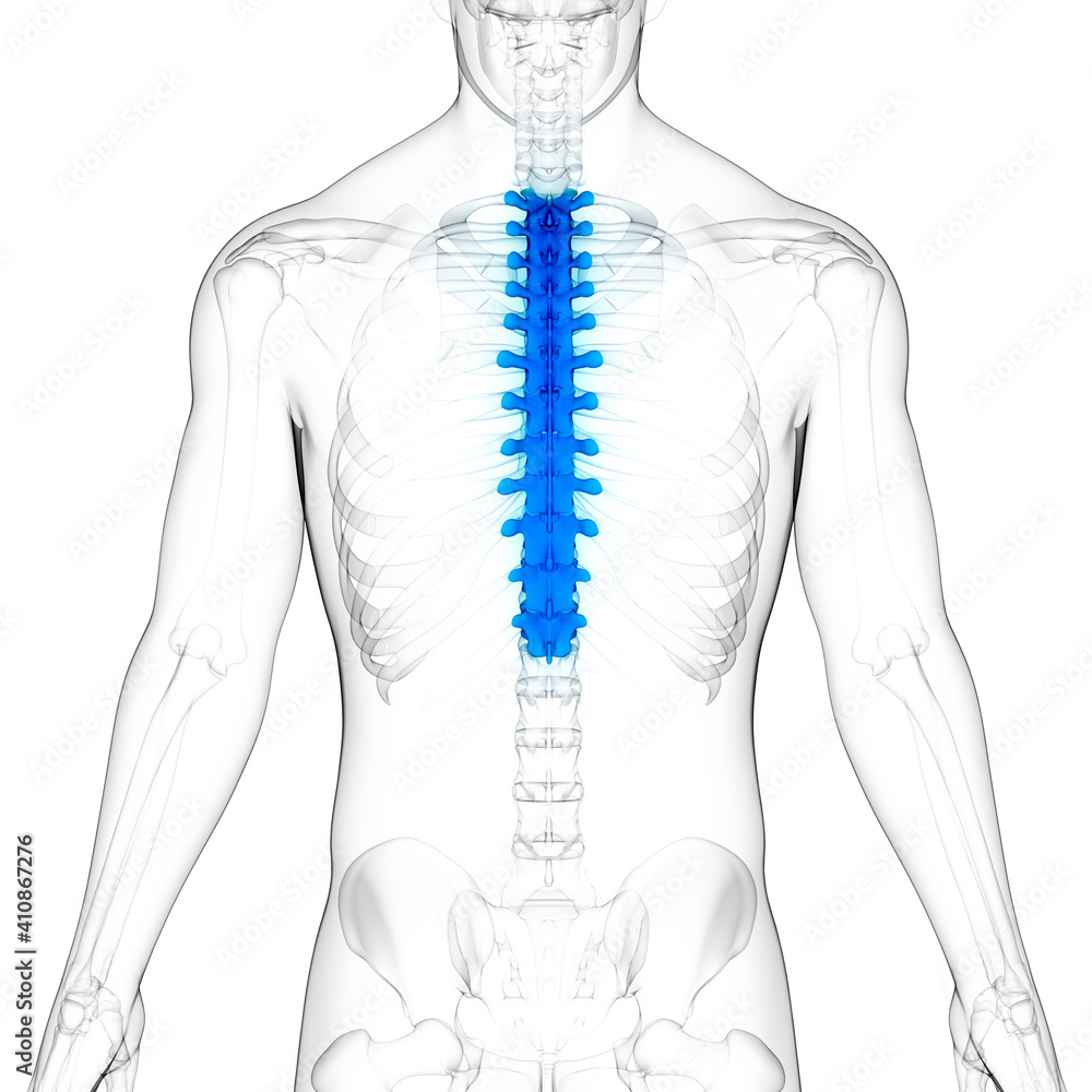 Spinal Cord Vertebral Column Thoracic Vertebrae of Human Skeleton ...