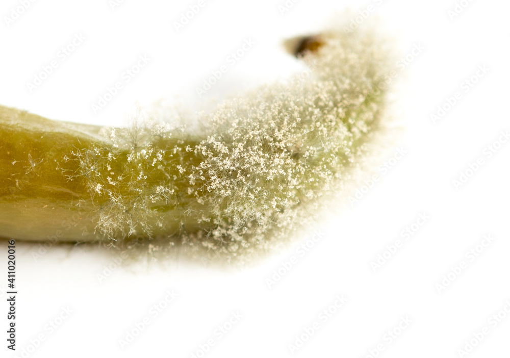 macro image mycelium produces conidiophore of fungus Botrytis spp ...