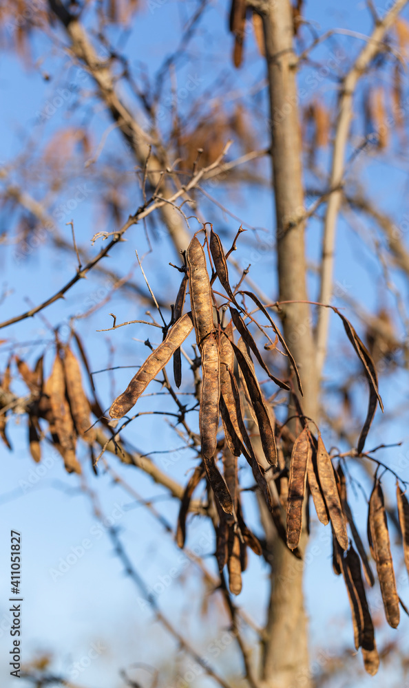 Robinia pseudoacacia, commonly known in its native territory as black ...