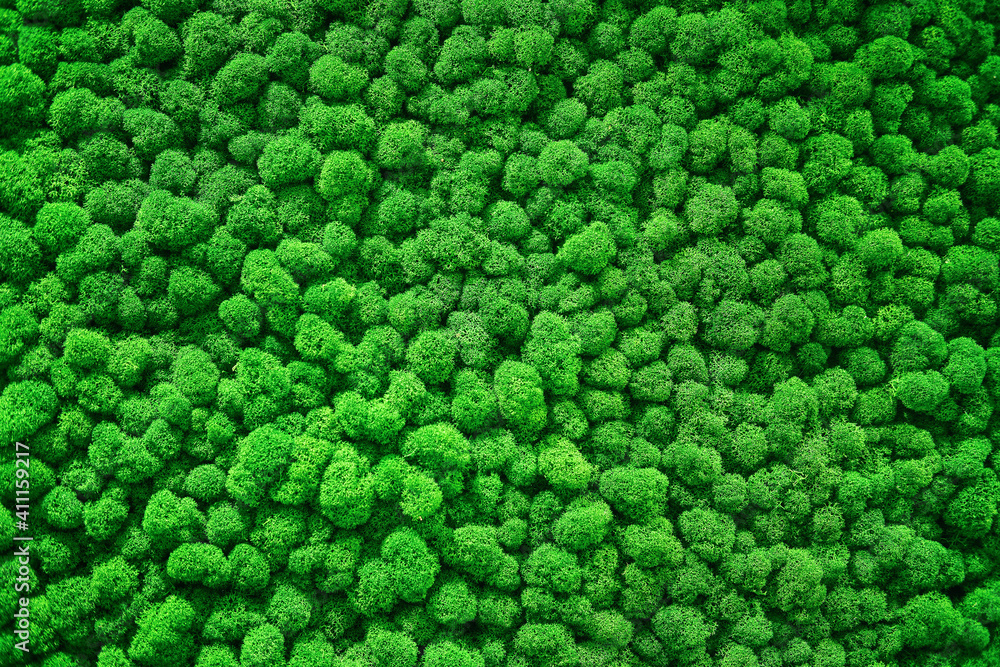 Texture of bushes of green stabilized moss similar to trees with a view ...