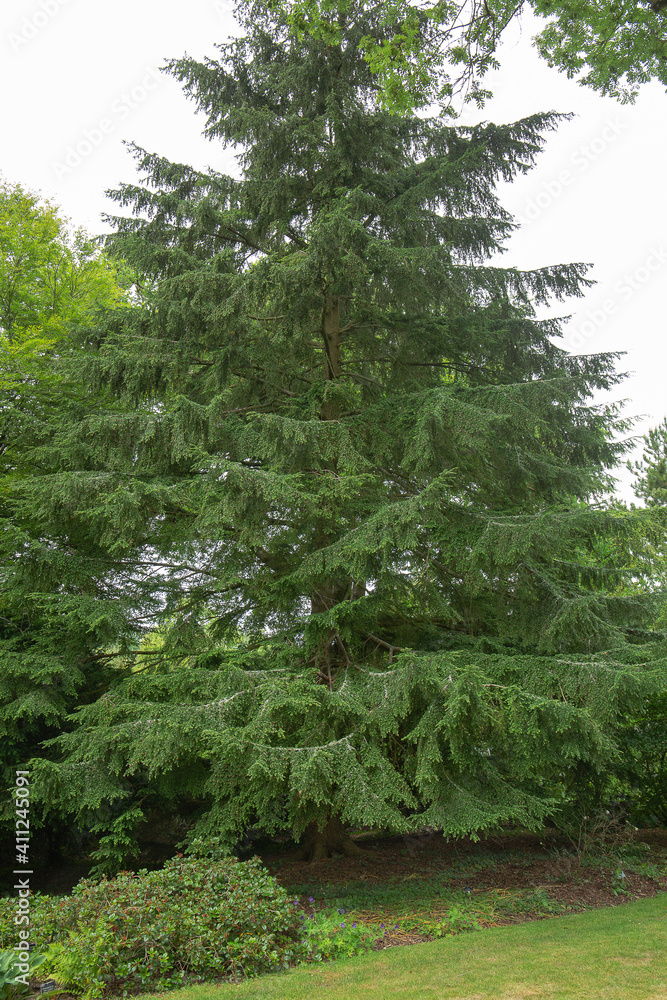 Cupressus nootkatensis, alaska cedar tree Stock Photo | Adobe Stock