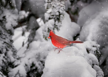 Cardinal In The Snow Free Stock Photo - Public Domain Pictures