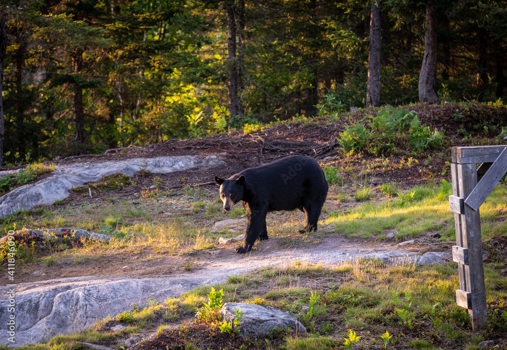 Beautiful black bear walking to grab some food shot at golden hour in a ...