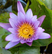 Small Purple Lily Flowers Free Stock Photo - Public Domain Pictures