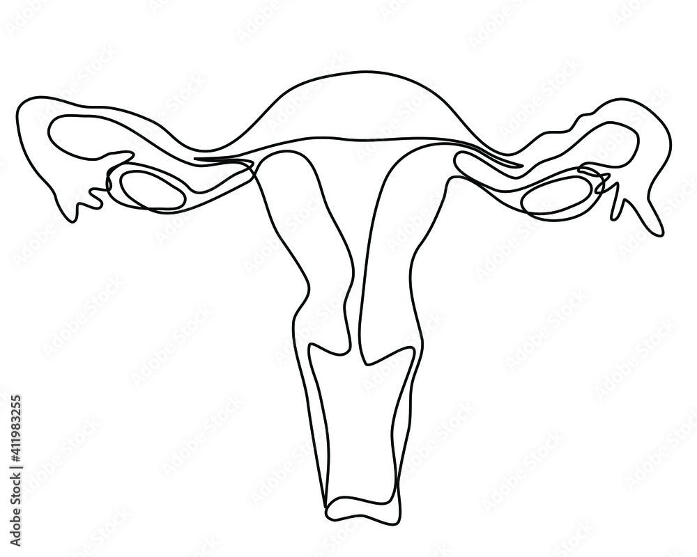 Female reproductive system of internal organs uterus and ovaries ...