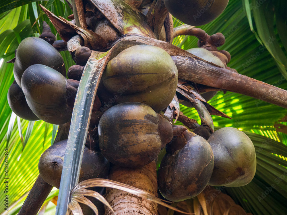 Female Coco De Mer (Sea Coconut) growing at the Valle de Mai National ...