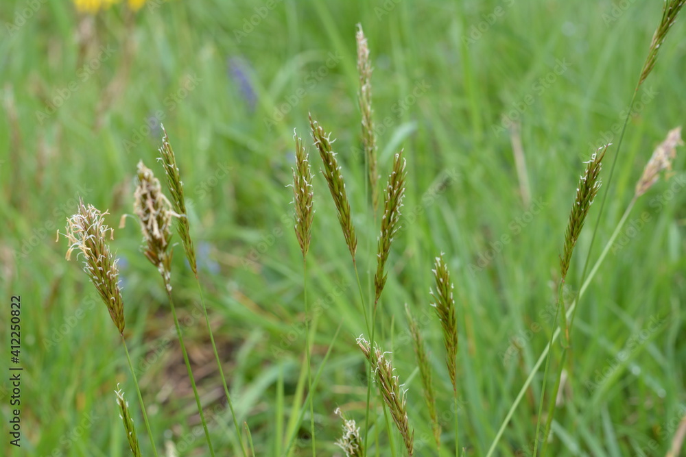 sweet grass or holy grass, Hierochloe odorata, mannagrass, Anthoxanthum ...