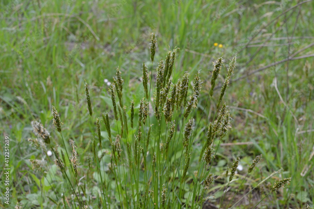 sweet grass or holy grass, Hierochloe odorata, mannagrass, Anthoxanthum ...