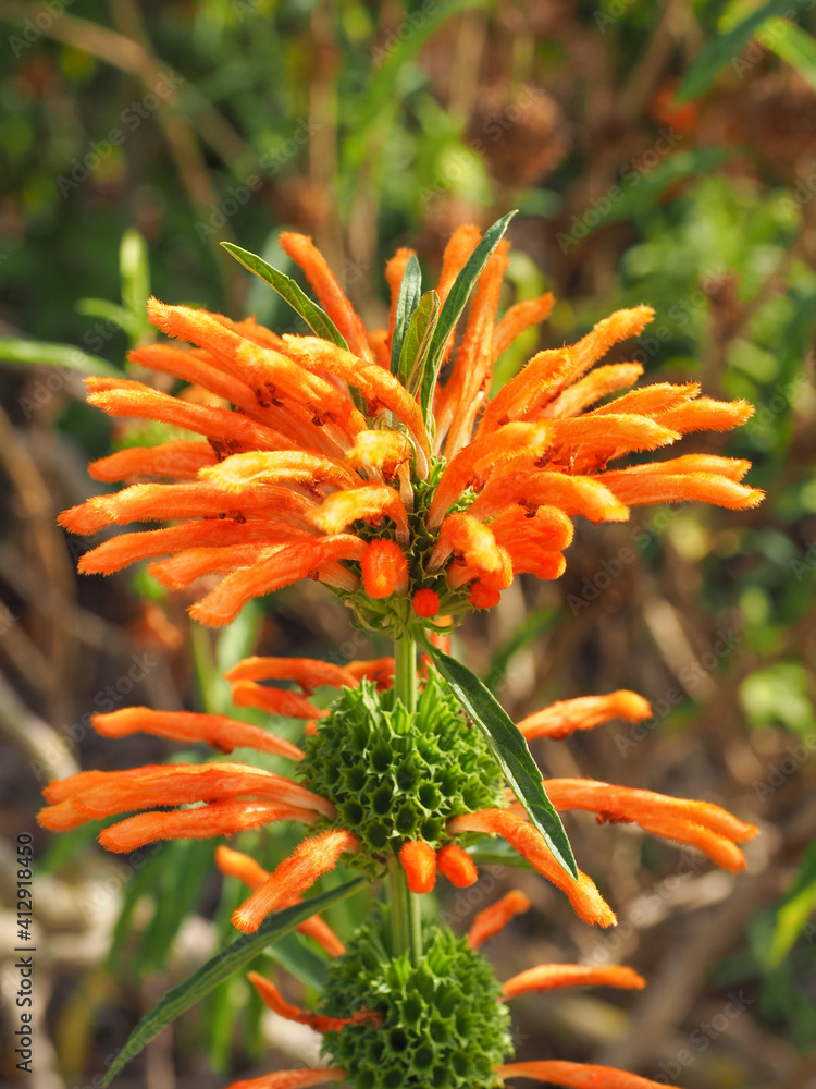 Foto Wild Dagga flower, close up. Leonotis leonurus, also known as lion ...