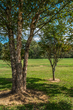 Tree Trunk In River Free Stock Photo - Public Domain Pictures