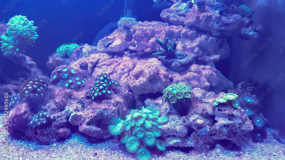 Different species of Zoanthids corals, they are kept in reef aquariums ...