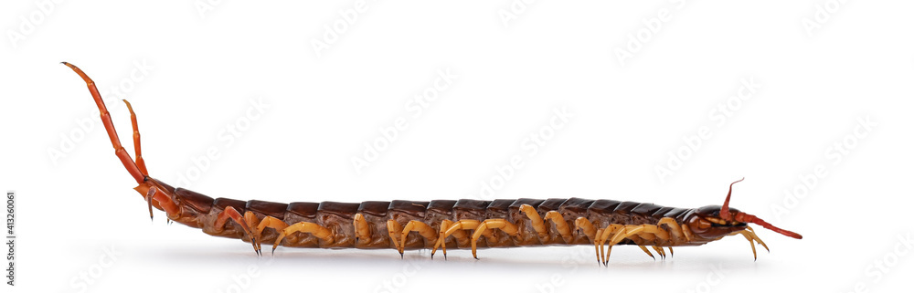 Adult Chinese red-headed centipede aka Scolopendra subspinipes mutilans ...