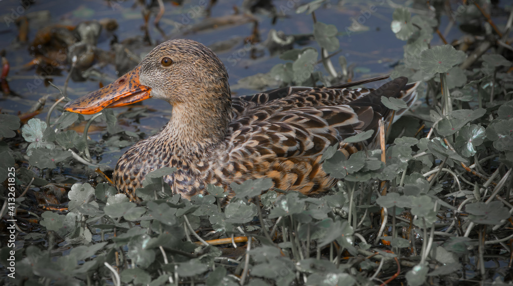 female northern shoveler (Spatula Clypeata) duck in weeds with orange ...