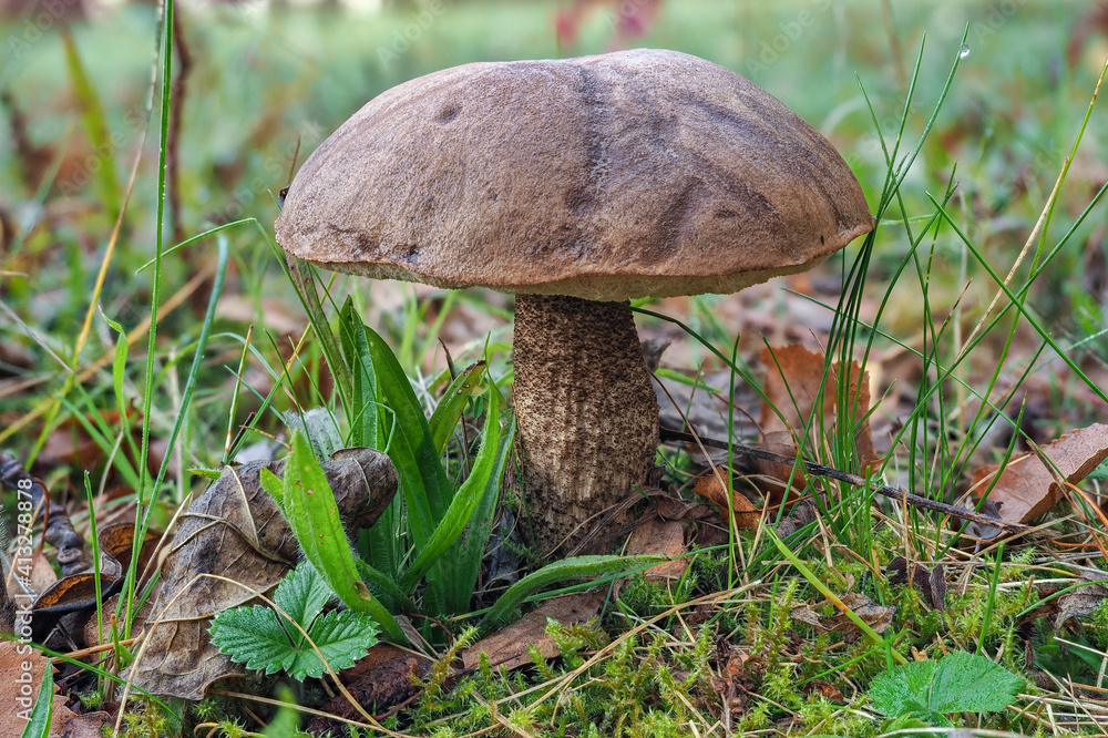 Leccinum scabrum, commonly known as the rough-stemmed bolete, scaber ...