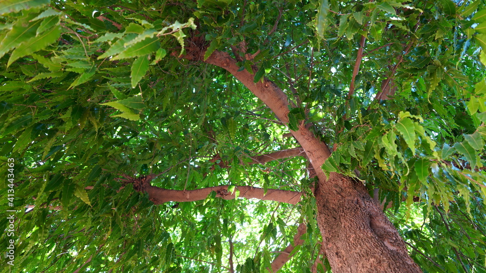 Asian tree Polyalthia Longifolia or Ashoka with green leaves background ...
