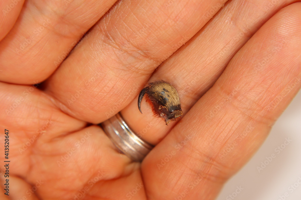 Tarantula fangs after shedding. Exotic veterinarian examines a spider ...