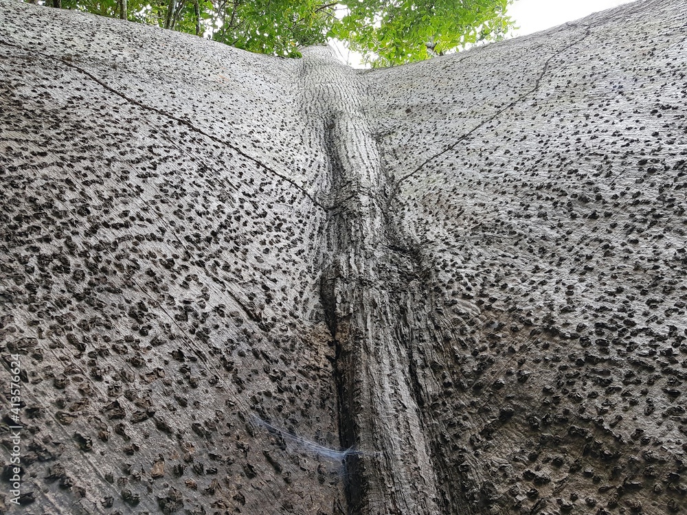 Samauma tree (Ceiba pentandra) the largest tree in the Amazon ...