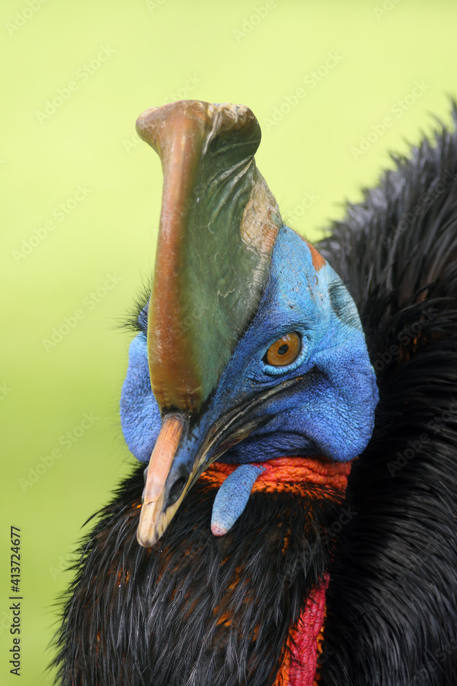 Photo Stock The southern cassowary (Casuarius casuarius) also known as ...