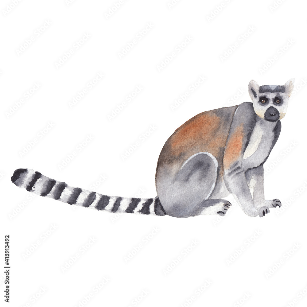 Watercolor lemur illustration Hand drawn realistic forest animal ...