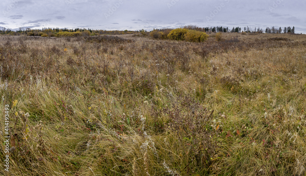 Prairie autumn landscape with a detailed view of windswept golden ...
